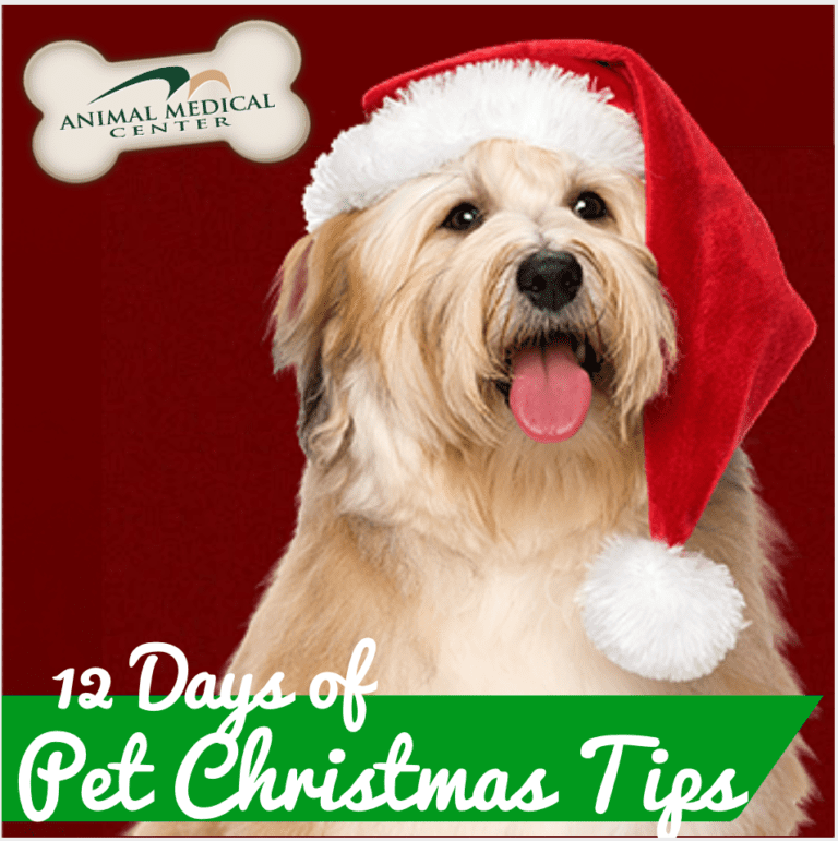12 Days+ of Festive Marketing Ideas for Veterinary Practices