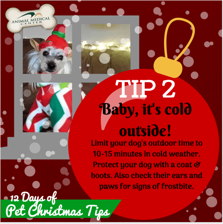 12 Days+ of Festive Marketing Ideas for Veterinary Practices