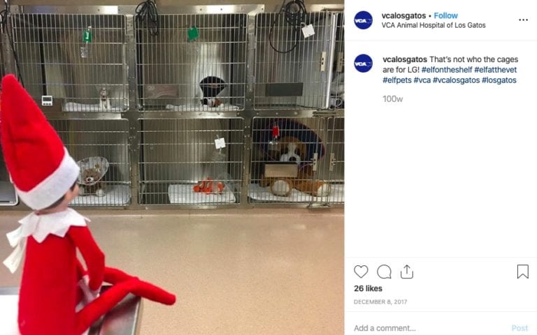 12 Days+ of Festive Marketing Ideas for Veterinary Practices