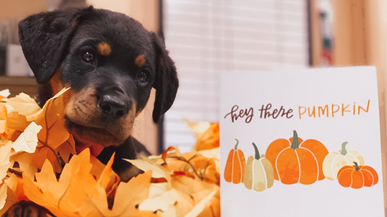 20+ Tried and True October Marketing Ideas for Vet Clinics - Snout School